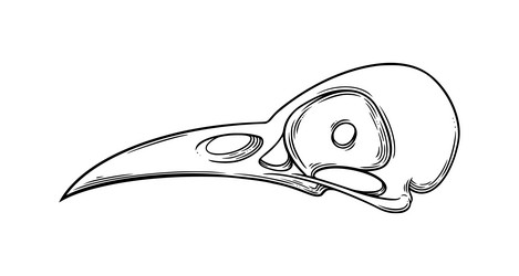 Crow skull sketch fornt and side view halloween Vector Image