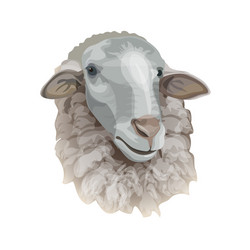 Sheep Front View Vector Images (over 150)