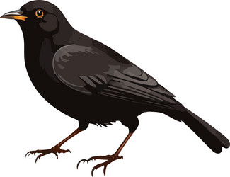 Black bird format Royalty Free Vector Image - VectorStock