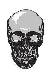 Skull drawing line work Royalty Free Vector Image