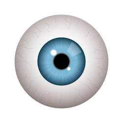 Realistic human eye Royalty Free Vector Image - VectorStock