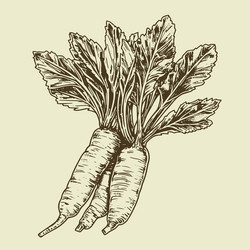 Parsnip drawing isolated hand drawn engraved style