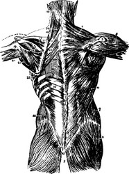 White Back Vector Images within Backgrounds & Textures (over 20,000)