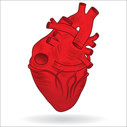 Realistic Heart Vector Images (over 21,000)
