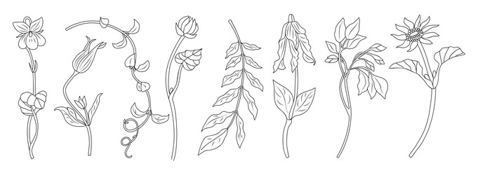 Viola Outline Drawing Vector Images (over 190)
