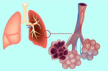 Pulmonary alveolus alveoli trachea Royalty Free Vector Image