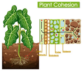Plant cohesion vascular tissue xylem and phloem Vector Image