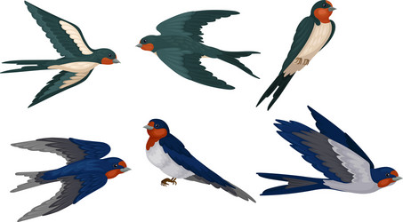Barn Swallow Vector Images (over 230)