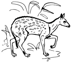 Roe Deer Vector Images (over 1,000)