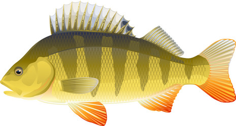 Perch Vector Images (over 9,500)