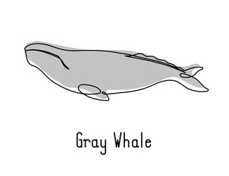 Gray Whale Cartoon Vector Images (over 160)