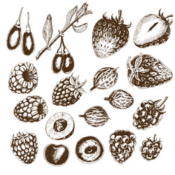 Wild berry seamless pattern drawing hand drawn Vector Image