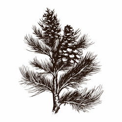 Pine drawing isolated hand drawn engraved style Vector Image