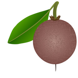 Sapota Vector Images (over 270)