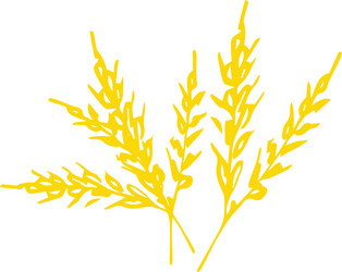 Ears of wheat passover shavuot Royalty Free Vector Image
