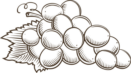Line Drawing of Grapes Vector Images (over 2,400)