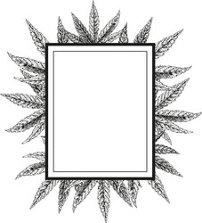Hand drawn hemp background cannabis leaf Vector Image