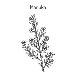 Manuka Flower Vector Images (60)