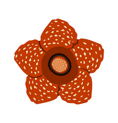 Rafflesia Vector Images (over 180)