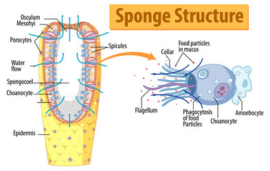 Diagram showing structure of sponge Royalty Free Vector