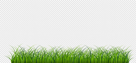 Green grass border pattern spring or summer plant Vector Image