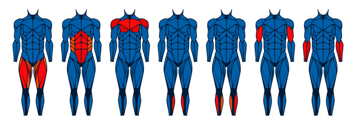 Female human anatomy body systems Royalty Free Vector Image