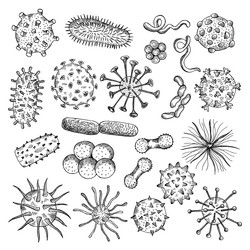 Microbes pattern bacteria and viruses biology Vector Image