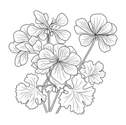 Geranium flower line art drawing isolated Vector Image