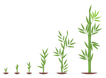 Bamboo Diagram Vector Images (52)