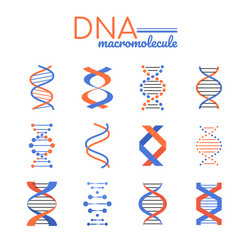 Dna molecule and elements Royalty Free Vector Image