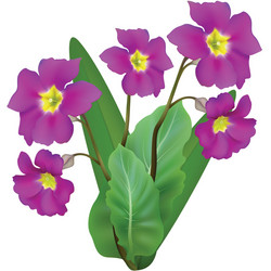 Violet flower Royalty Free Vector Image - VectorStock