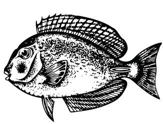 Fish coregonus tugun Royalty Free Vector Image