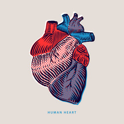 Realistic human heart isolated on transparent Vector Image