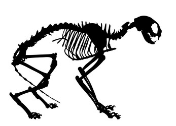 Skeleton of a large cat Royalty Free Vector Image