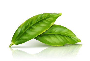 Tea Leaf Vector Images (over 50,000)