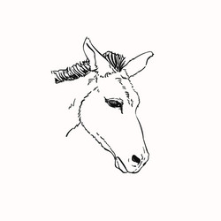Mule Head Vector Images (over 1,400)