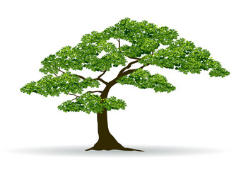 Tree Vector Images (over 1.3 million)