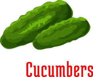 Ripe green cucumbers with big leaves and roots Vector Image