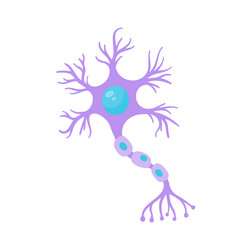 Human sensory neuron model for biology studies Vector Image