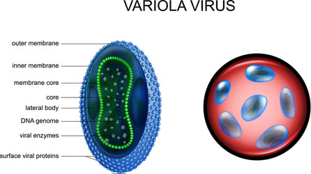 Variola Vector Images (over 150)
