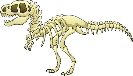 Tyrannosaurus Rex Skeleton Royalty Free Vector Image