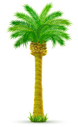Palm Tree Vector Images (over 140,000)
