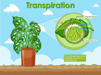 Diagram showing transpiration in plant Royalty Free Vector