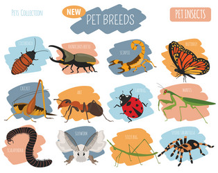 Pet insects breeds icon set flat style isolated Vector Image
