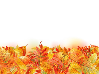 Autumn background with leaves back to school Vector Image