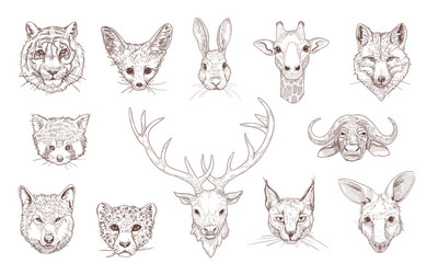 Tiger Engraving Vector Images (over 590)