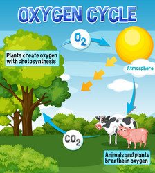Oxygen cycle diagram for science education Vector Image