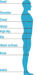 Male size chart anatomy human character people Vector Image