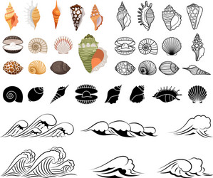 Conch shell varieties Royalty Free Vector Image