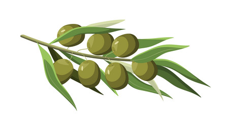 Watercolor olive branch with leaves Royalty Free Vector